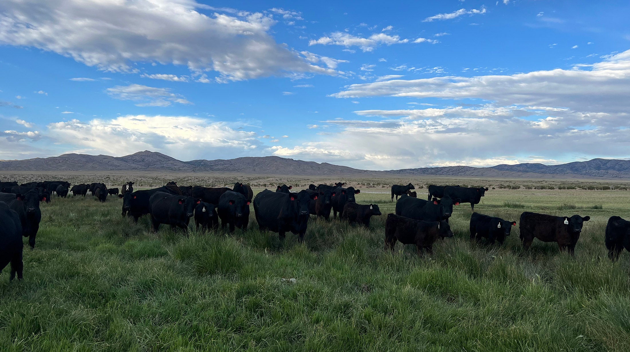 Original Carter Cattle